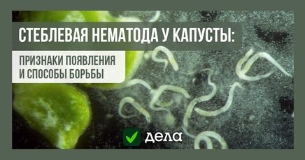 Стеблевая нематода | Дела (Огород.ru)