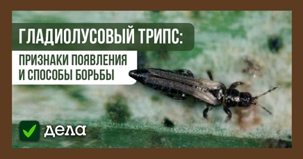 Гладиолусовый трипс | Дела (Огород.ru)