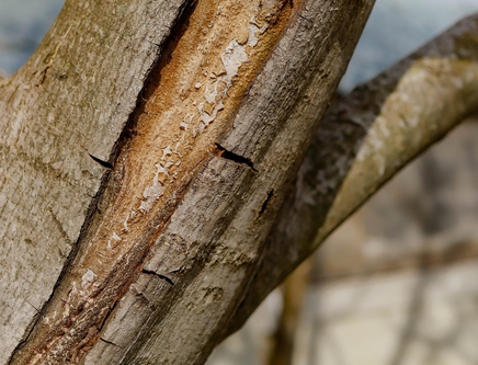 Морозобоины: как лечить | Дела (Огород.ru)